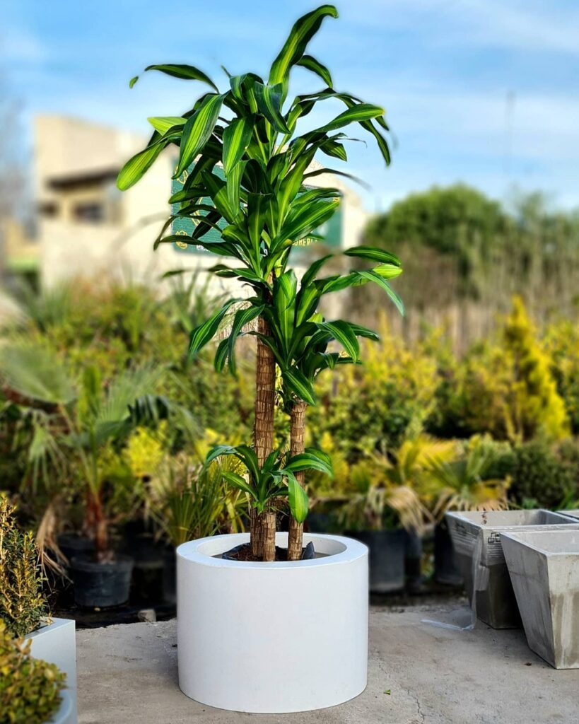 Maceta rotomoldeada CILINDRO CHATO – El Ceibo Vivero y Florería